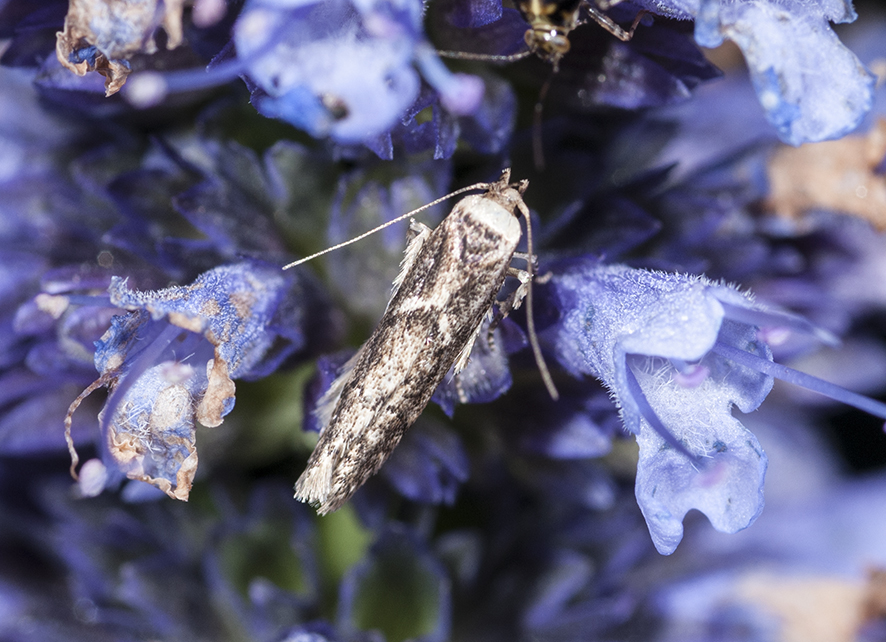 Encouraging pollinators – Bourne Conservation Group