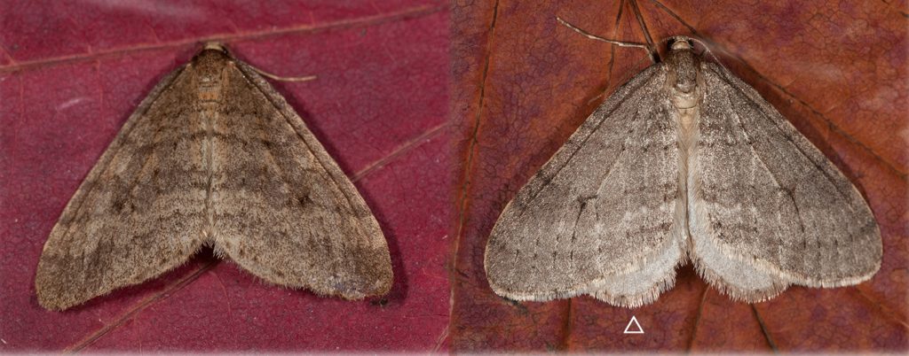 Mothing in December – Bourne Conservation Group