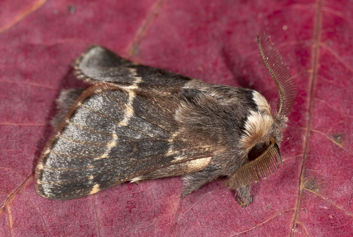 Mothing in December – Bourne Conservation Group