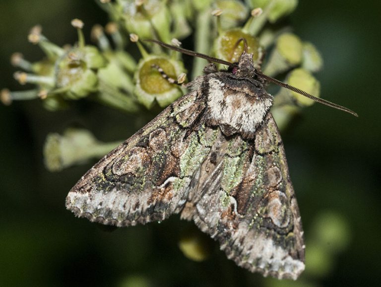 The importance of ivy for wildlife – Bourne Conservation Group