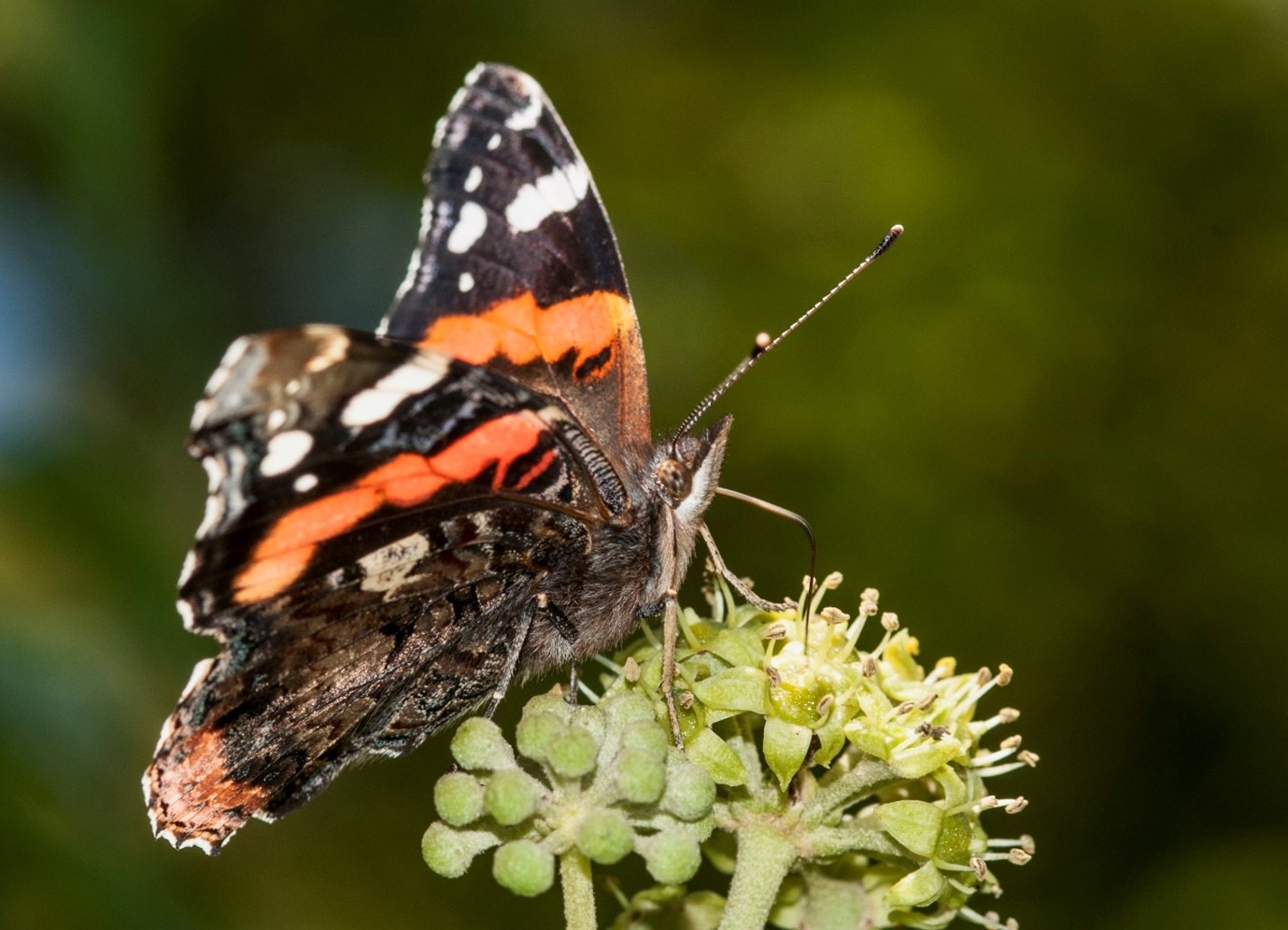 The importance of ivy for wildlife – Bourne Conservation Group
